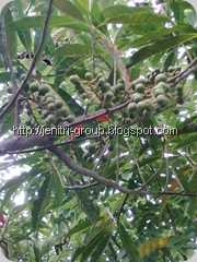 CENTRAL JAVA JENITRI: PROSPEK PENANAMAN POHON JENITRI